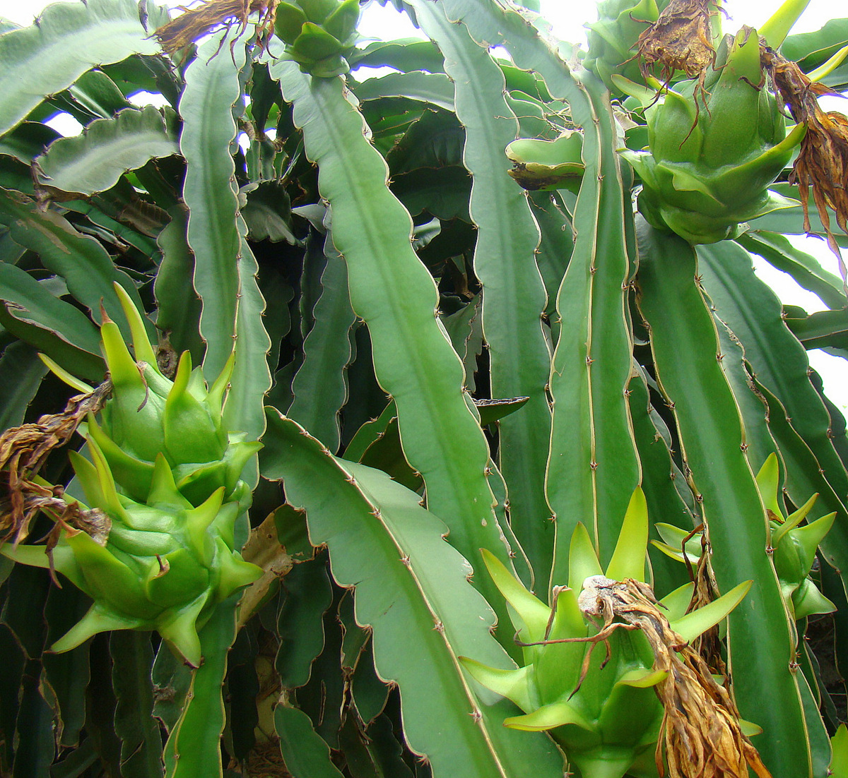 Discover-SriLanka: SRI LANKA - FRUITS AND VEGETABLES