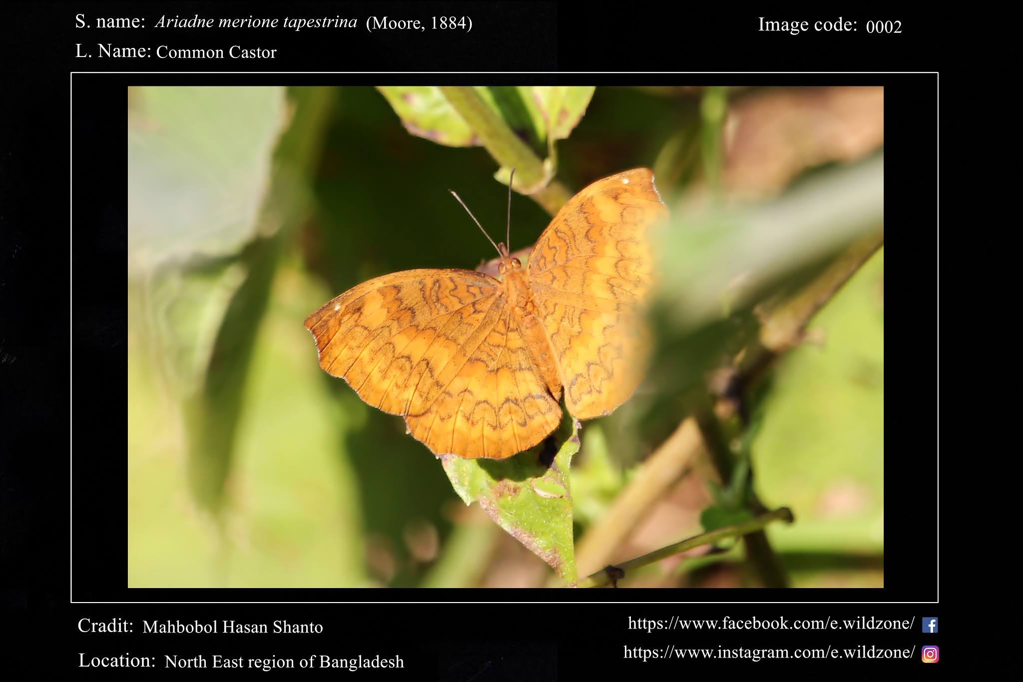 Common Castor butterfly- Ariadne merione tapestrina (Moore, 1884)