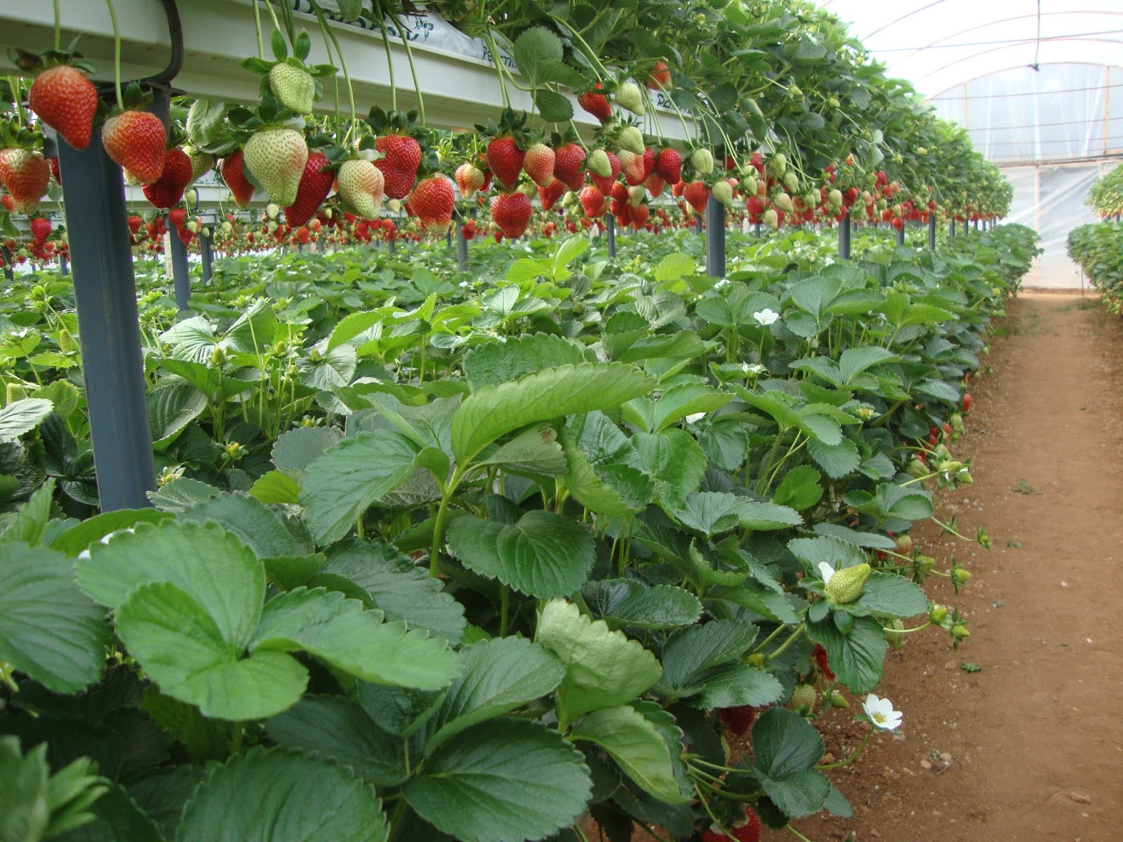 Introduction of Automatic Planting Production System For Hydroponic ...