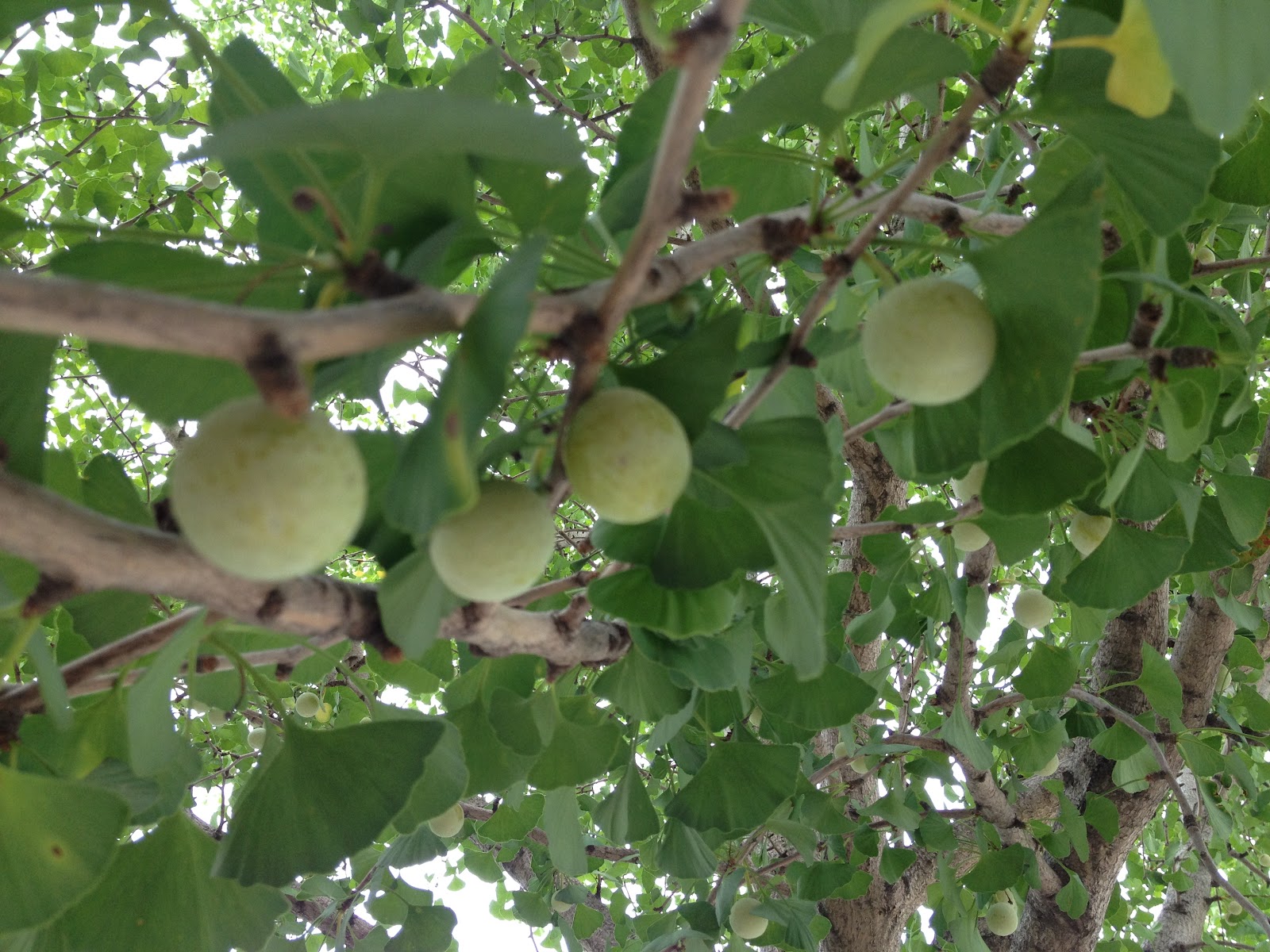 PHILLY TREES: THE SASQUATCH TREE
