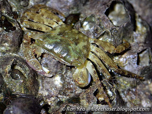 tHE tiDE cHAsER: Grapsid Crabs (Phylum Arthropoda: Family Grapsidae) of ...