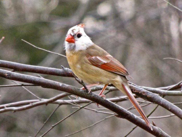 Connecticut Audubon Society: Leucistic Northern Cardinal