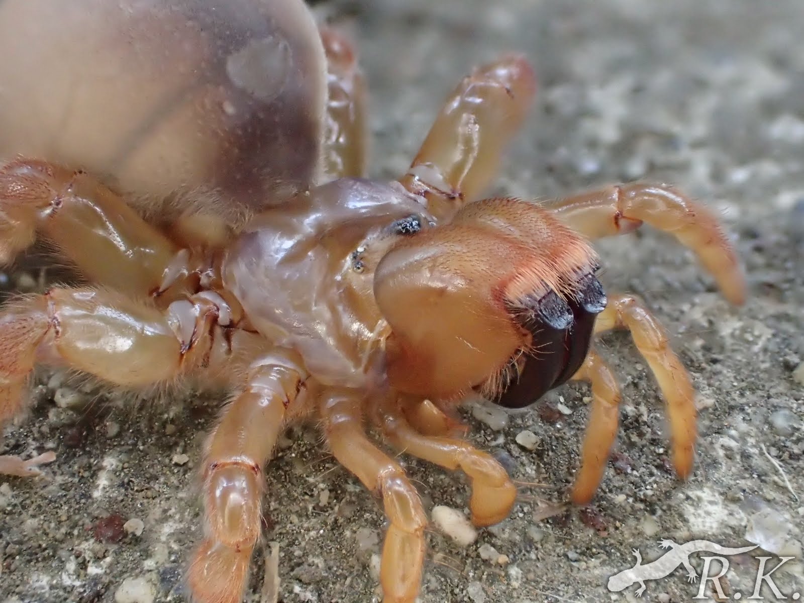 小さな隣人たちの世界: ワスレナグモ Calommata signata Karsch, 1879