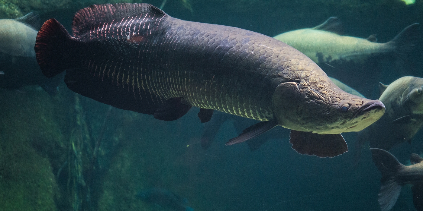 Cómo aprender sobre peces nos puede ayudar a salvar la Amazonia