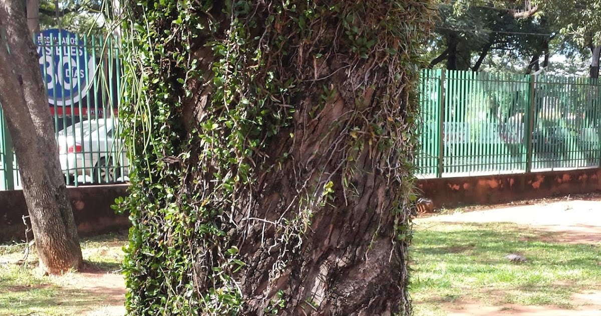 San Lorenzo Hoy - Paraguay : Informe técnico reconfirma árboles ...