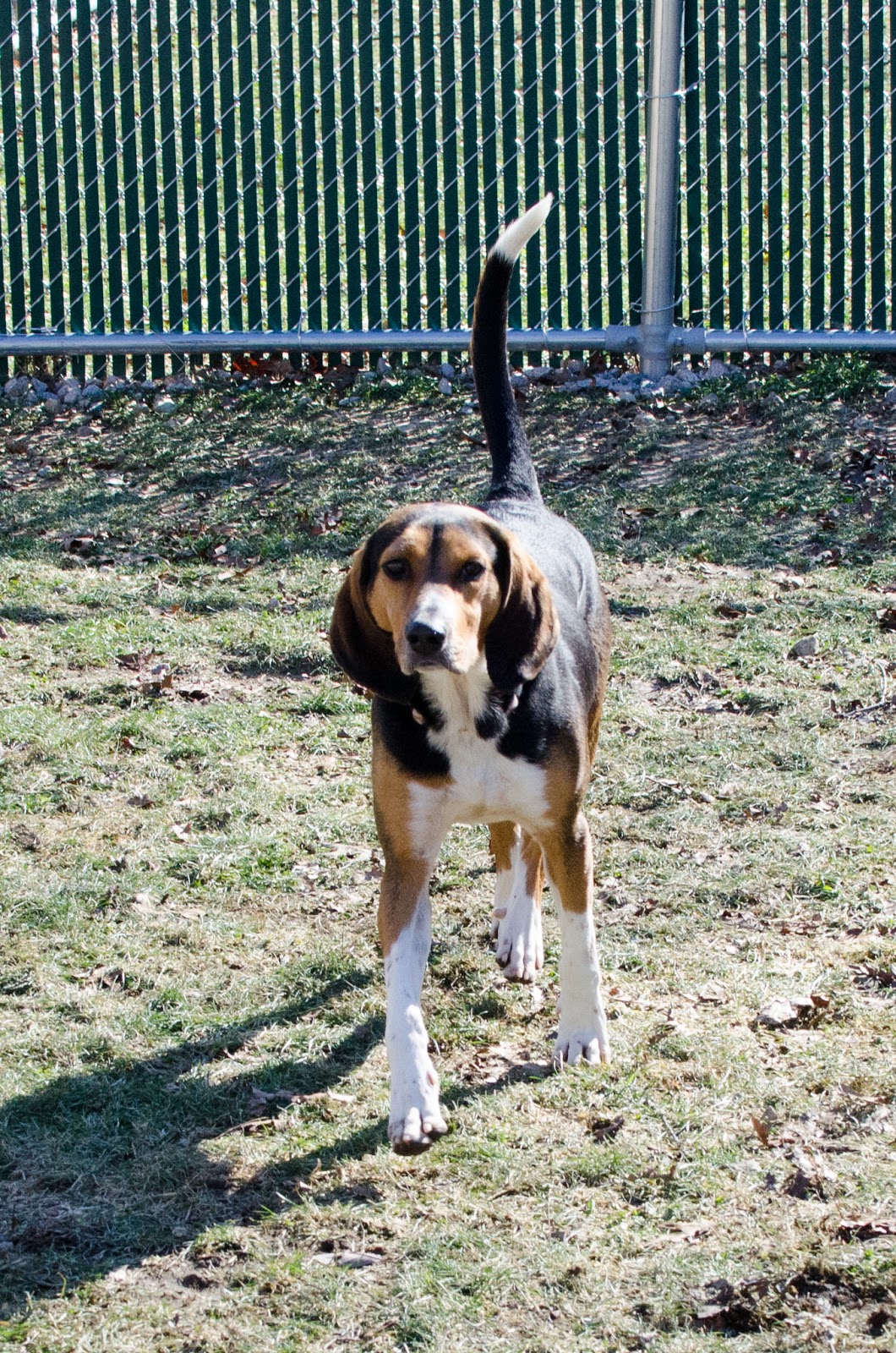 Progressive Charlestown: Dog of the Week