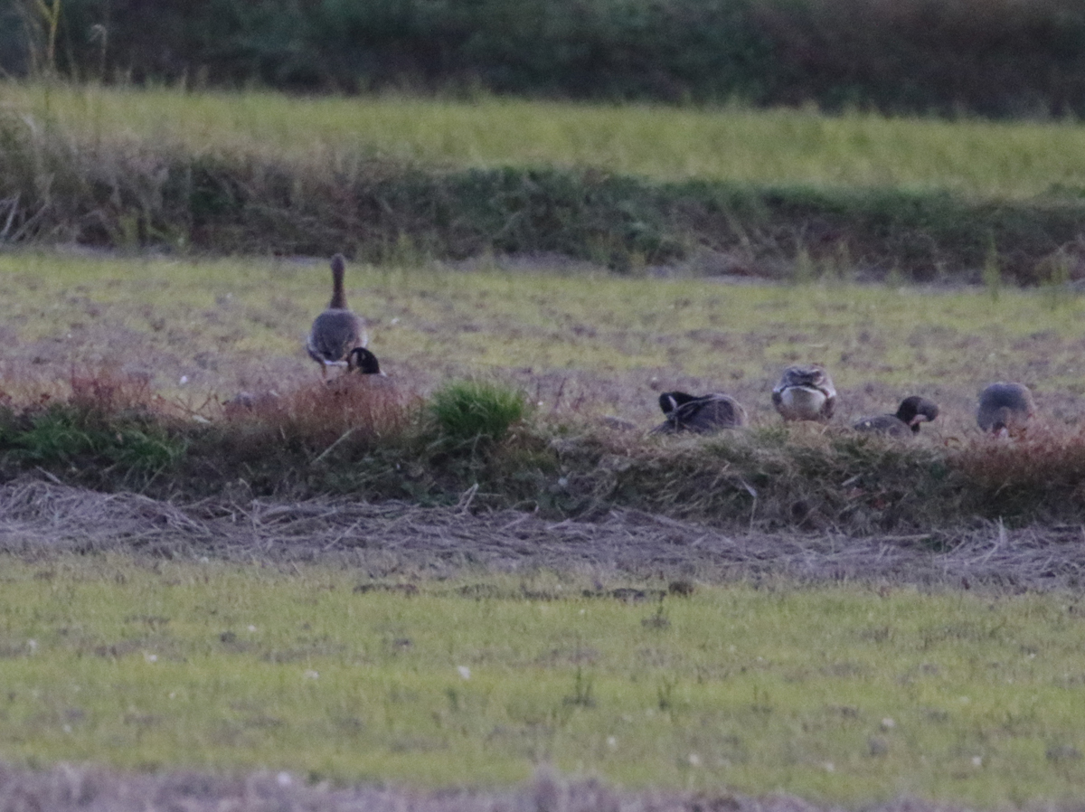 BIRDING - Kyoto, Kansai and Japan: Chasing geese in Miyagi