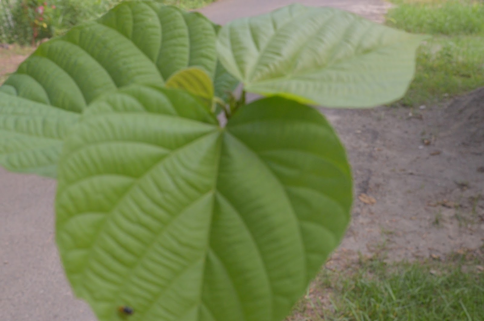 Herbal Daun Paliasa Untuk Berbagai Penyakit dalam yang Mujarab ...