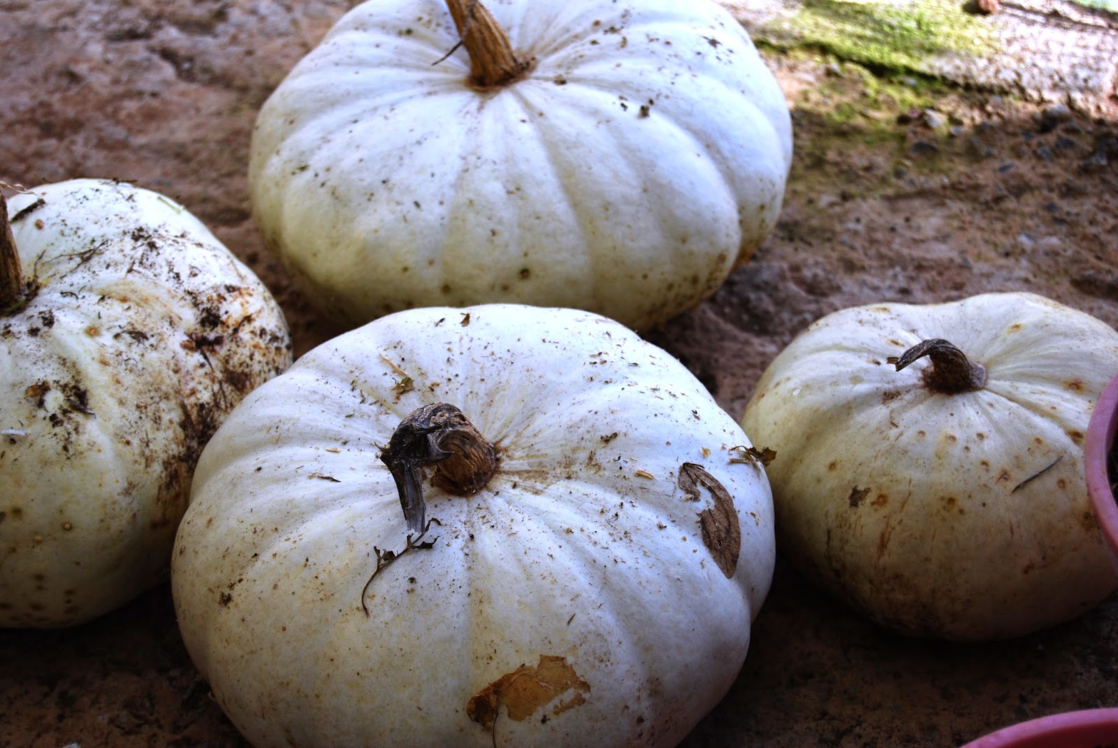 February news – Wyndford Holiday Farm