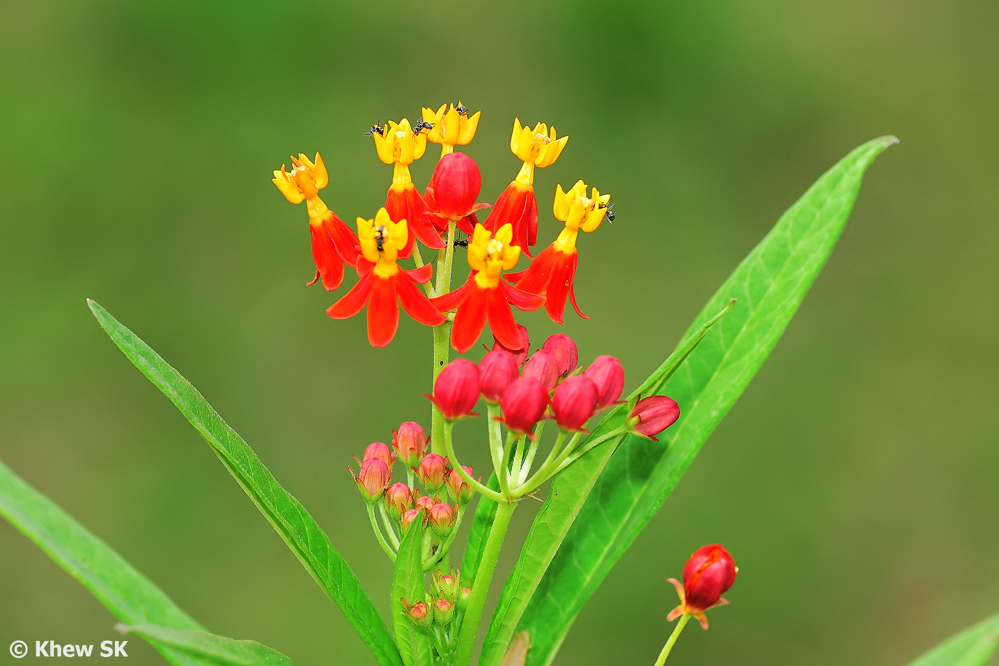 Butterflies of Singapore: Favourite Nectaring Plants #18