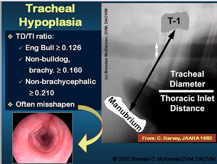 Brachycephalic Syndrome - Airway Surgery-Quakers Hill Veterinary Hospital