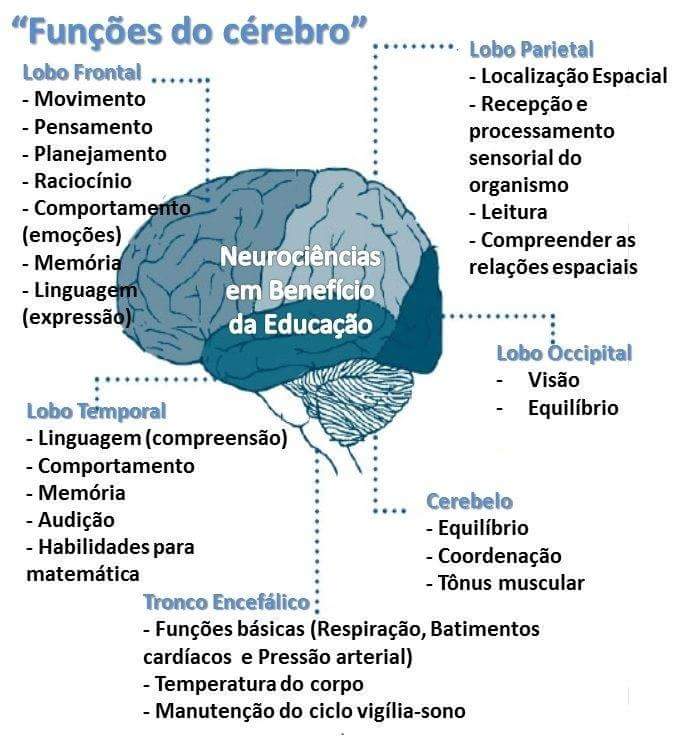 Léo... professor... escritor...: O cérebro e suas funções Léo... professor... escritor...: O cérebro e suas funções