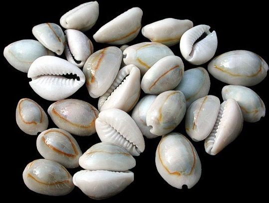 Cowrie Shells What Are They