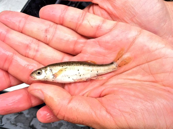 La Natura a la Baixa Tordera: Barb roig (Phoxinus bigerri) a la Conca ...