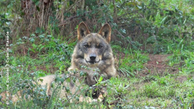 Geração Verde Portugal: Lobos : Poderão videos YouTube salvar os lobos ...