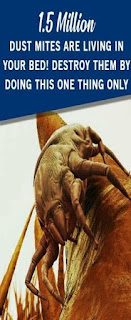 Destroy Bed Mites With This Trick - medicine health life