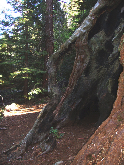 My Way: Boole Tree: Tree sixth in the World's Largest