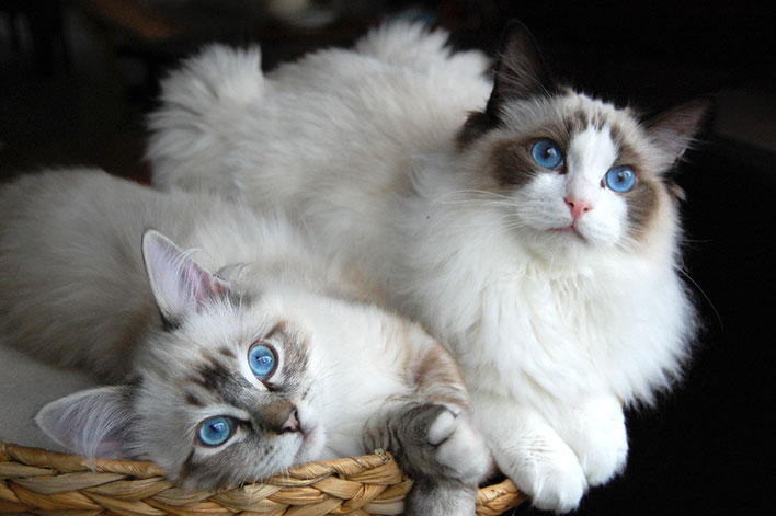 Moreno Pet Blog: Ragdoll: um grande gato!