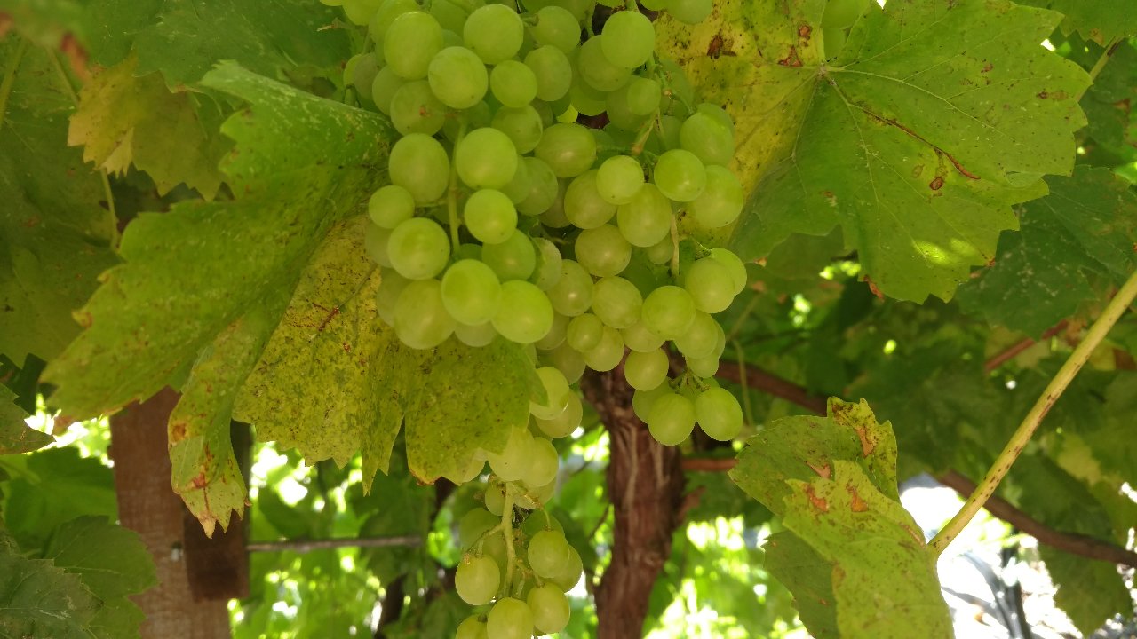 Key to grape success? Deep irrigation