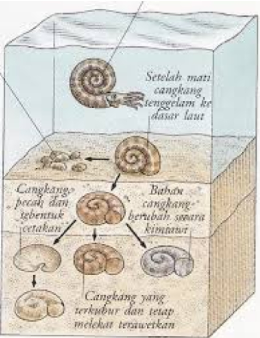 Fosil : Pengertian, Jenis, Kegunaan dan Proses Terbentuknya Fosil