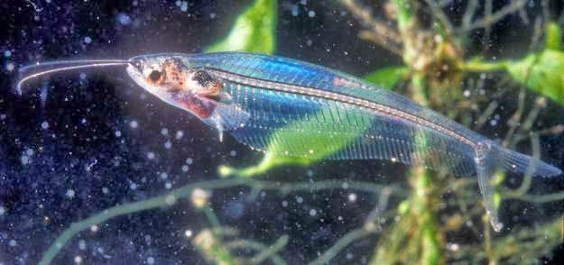 Scienceshil: Glass Fish