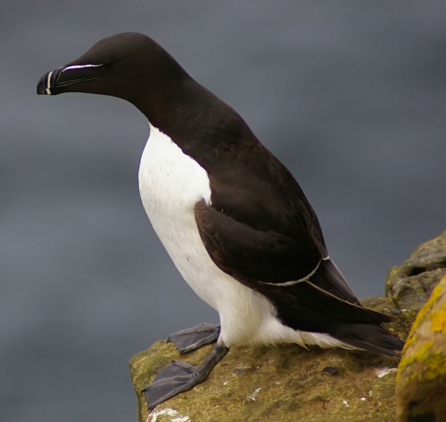 Faktoider: Alika, full som en