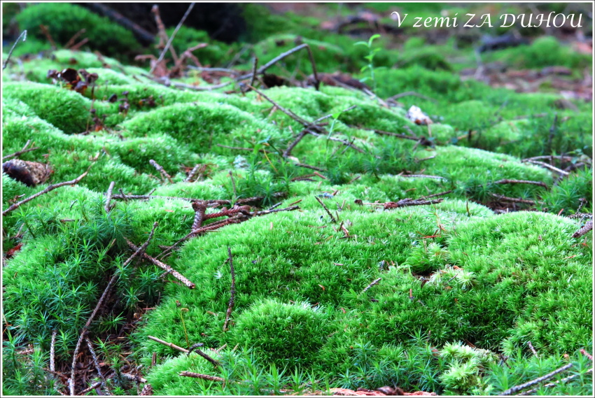 V zemi ZA DUHOU...: Poetika v lese... aneb mech všude, kam se podíváš