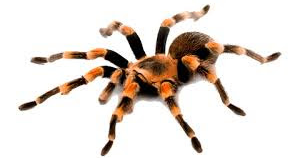 LOS INSECTOS MAS PECULIARES: Los insectos mas peculiares