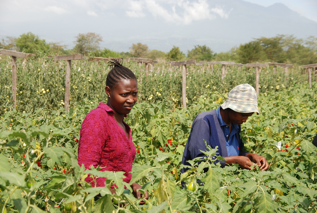 Kilimo bora cha Nyanya Chungu (Growing African Eggplant) - MJASIRIAMALI ...