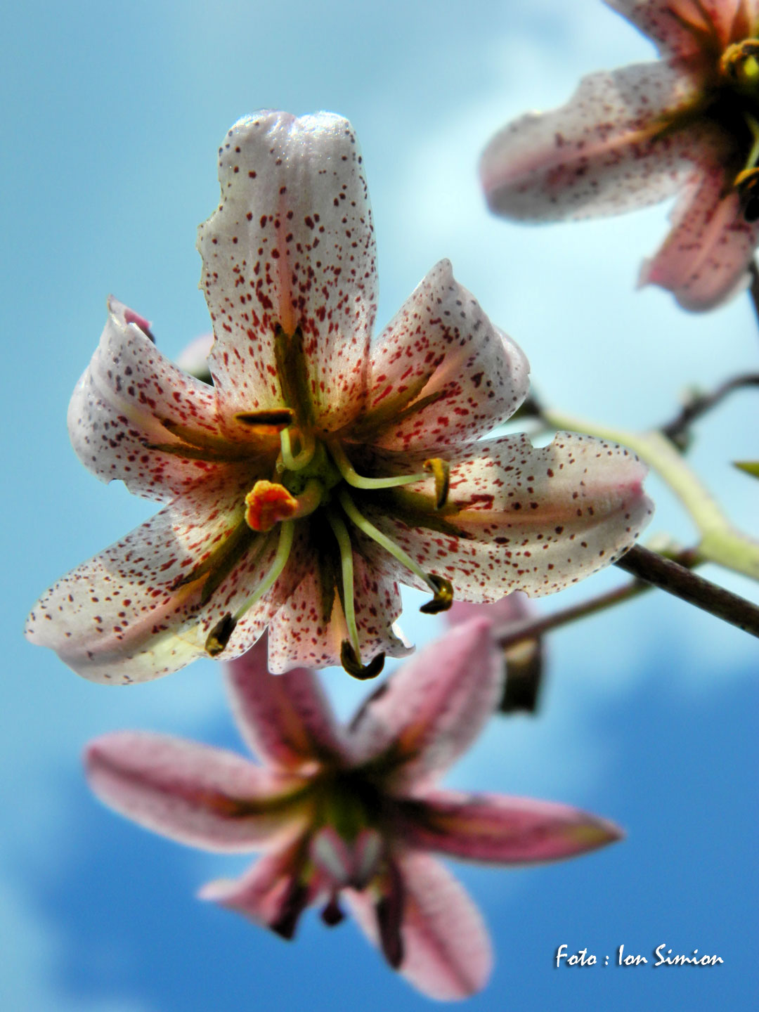 De vorba cu mine însumi: Crinul de padure