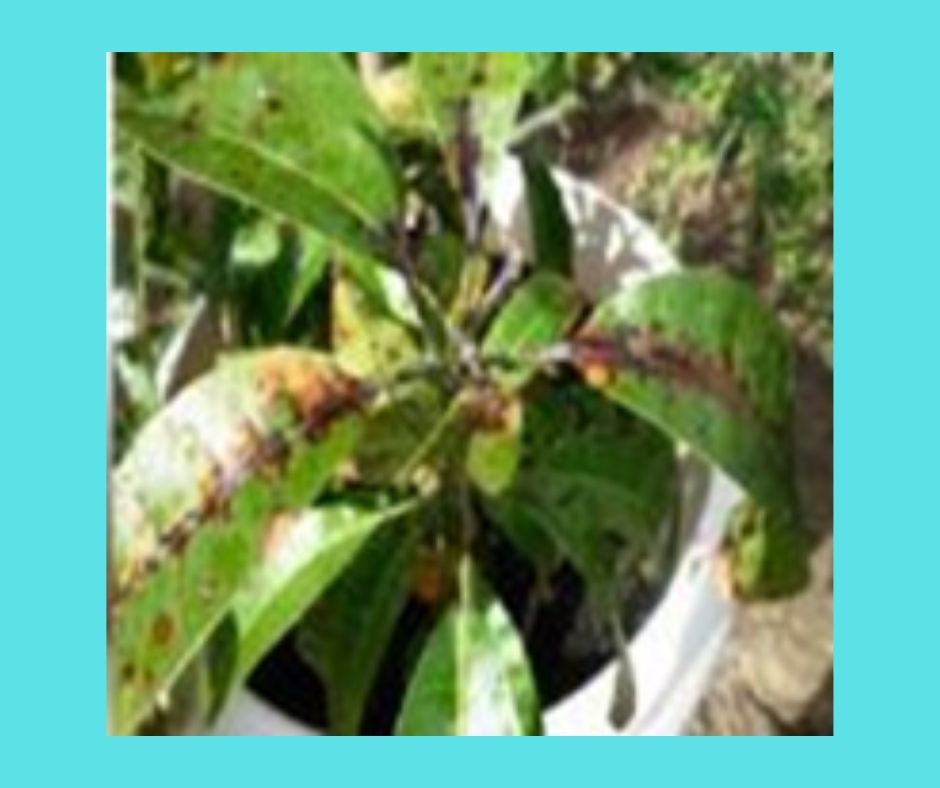 Bacterial Canker On Mango