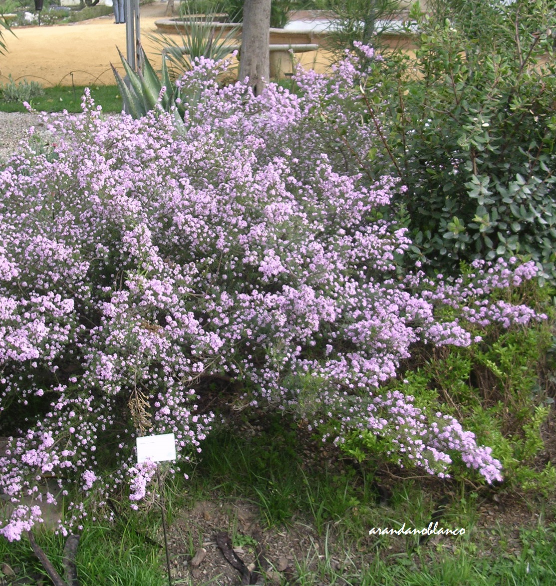 arbustosensevilla-encinarosa: febrero 2014
