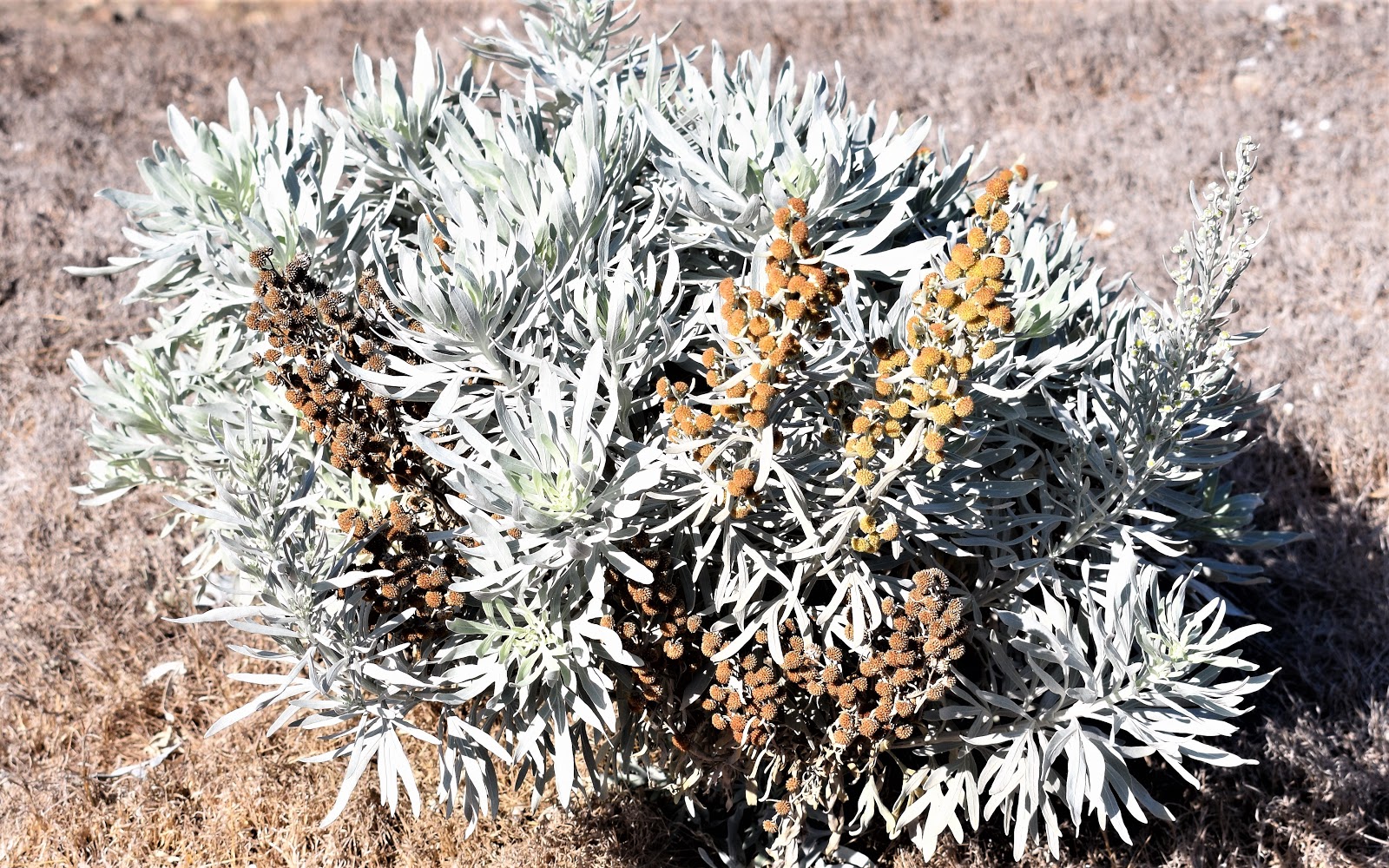 Plantas: Beleza e Diversidade: Losna (Artemisia argentea)