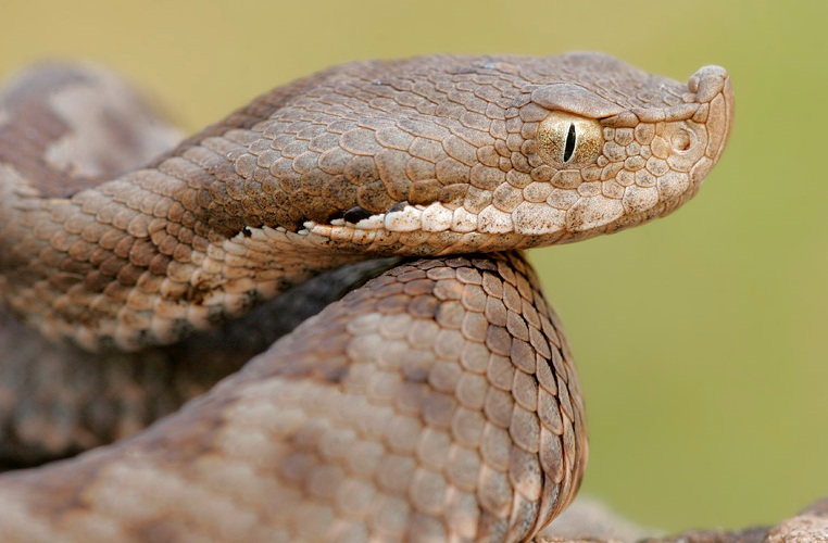 clube de montanhismo de braga: VÍBORAS DO PARQUE NACIONAL DA PENEDA GERÊS