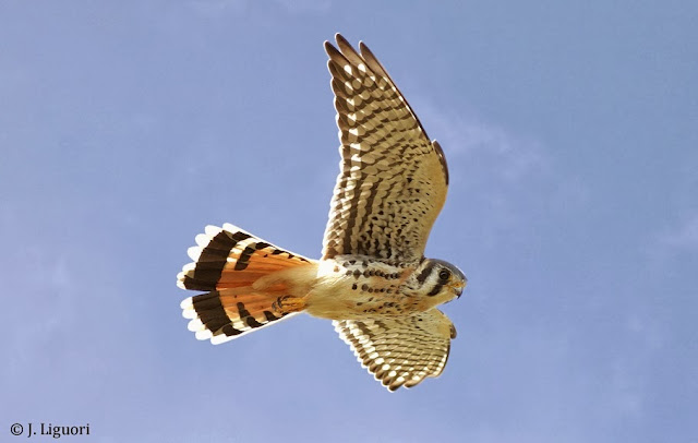 Raptor Identification and Photography: Raptor Tail Patterns