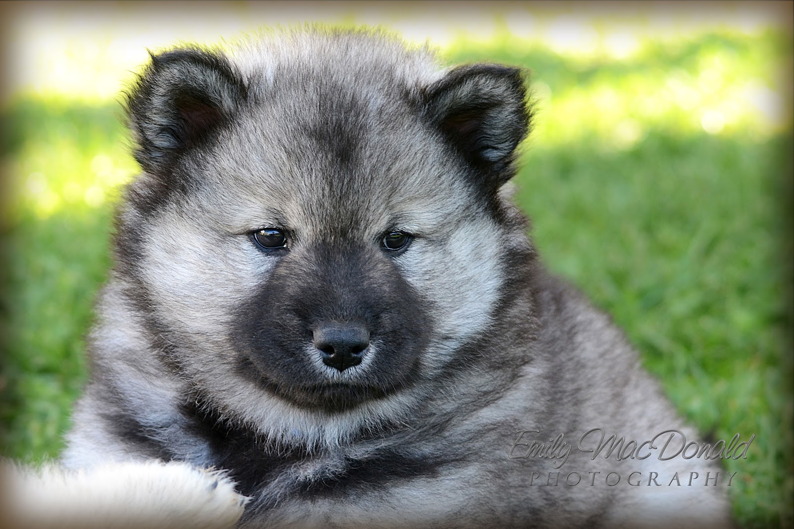 Emily's Photo Blog: Eurasier Puppies!!