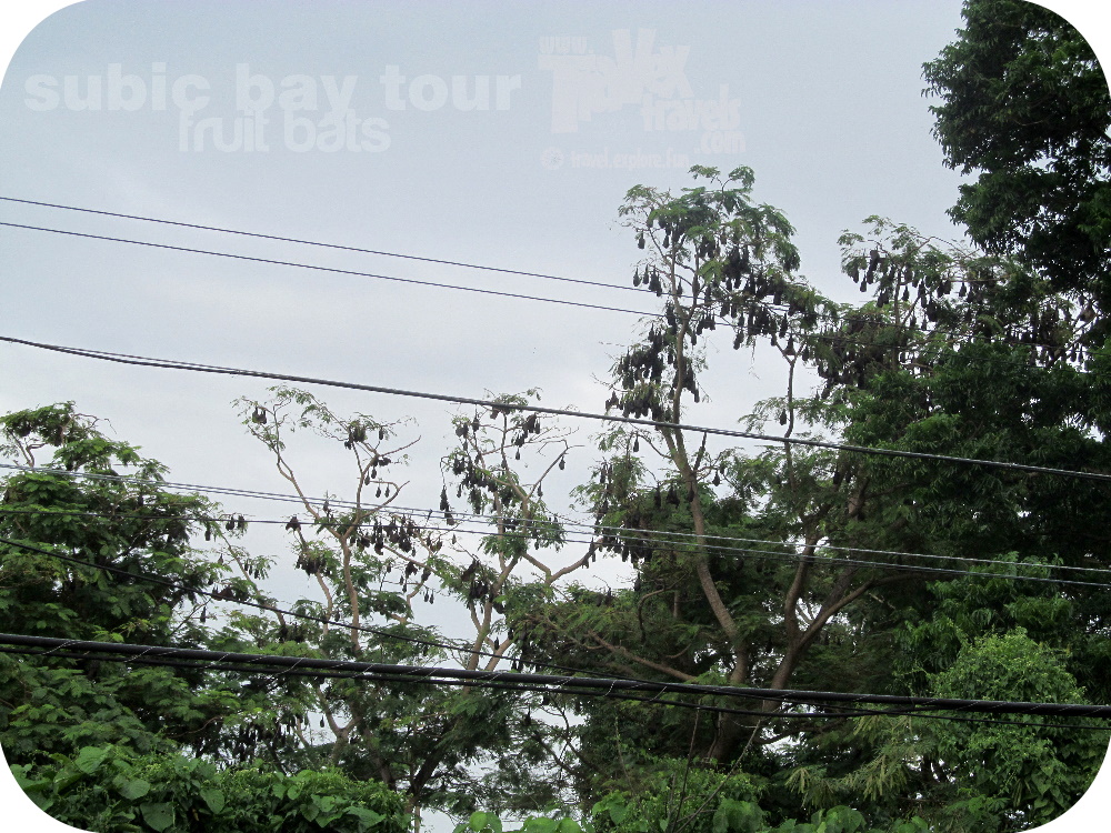 Bunkers, Monkeys, Fruit Bats and that Orb in Subic - Travex Travels ...