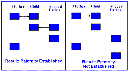 ALL ABOUT DNA: DNA PATERNITY