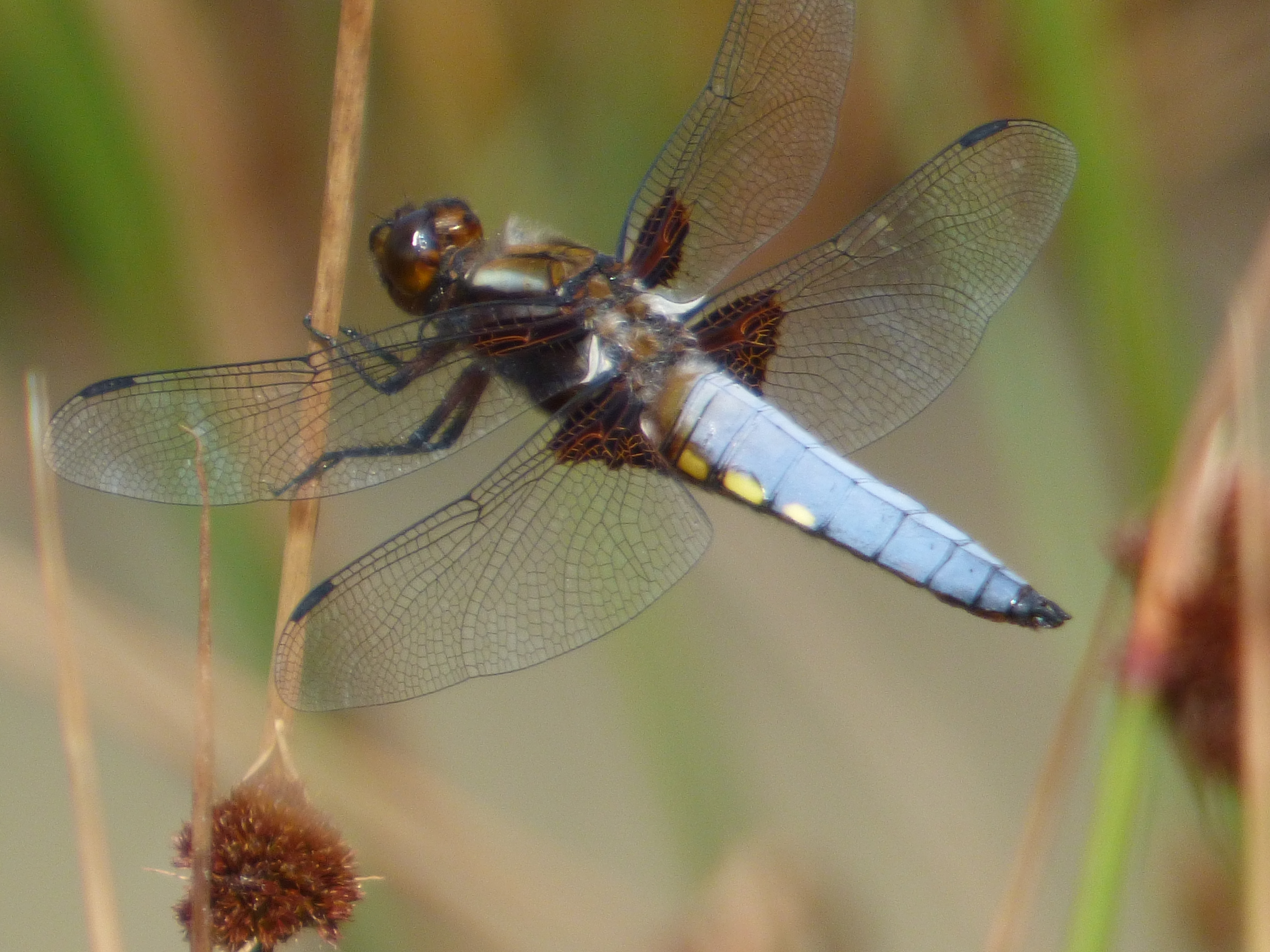 Valley Naturalist: A week of Odonata