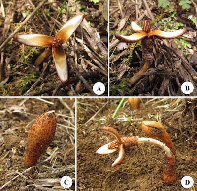 Species New to Science: [Botany • 2019] Prosopanche demogorgoni ...