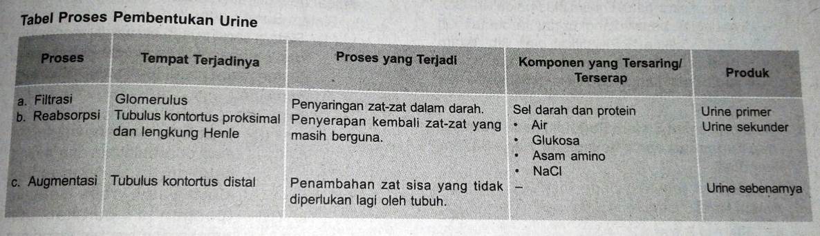 Jelaskan perbedaan proses filtrasi glomerulus, reabsorbsi tubulus, dan ...