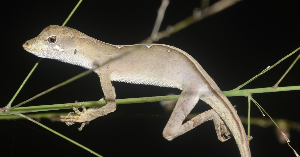 The Herpetology of Trinidad and Tobago: Hurricanes and Anolis lizards ...