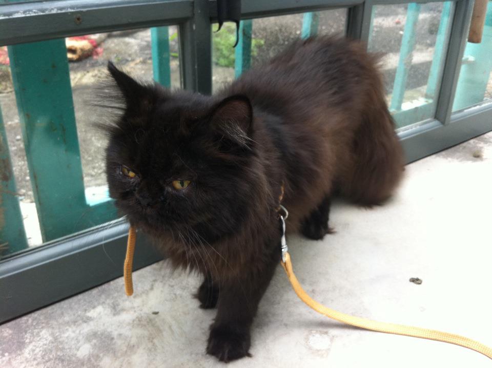 [WTS] Kucing Parsi / Persian Cat untuk dijual - HOTLIPS CORNER