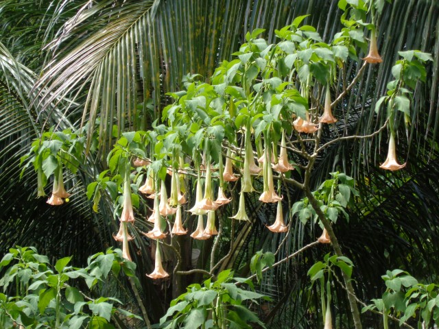 Paling Keren 16+ Foto Bunga Kecubung - Gambar Bunga Indah