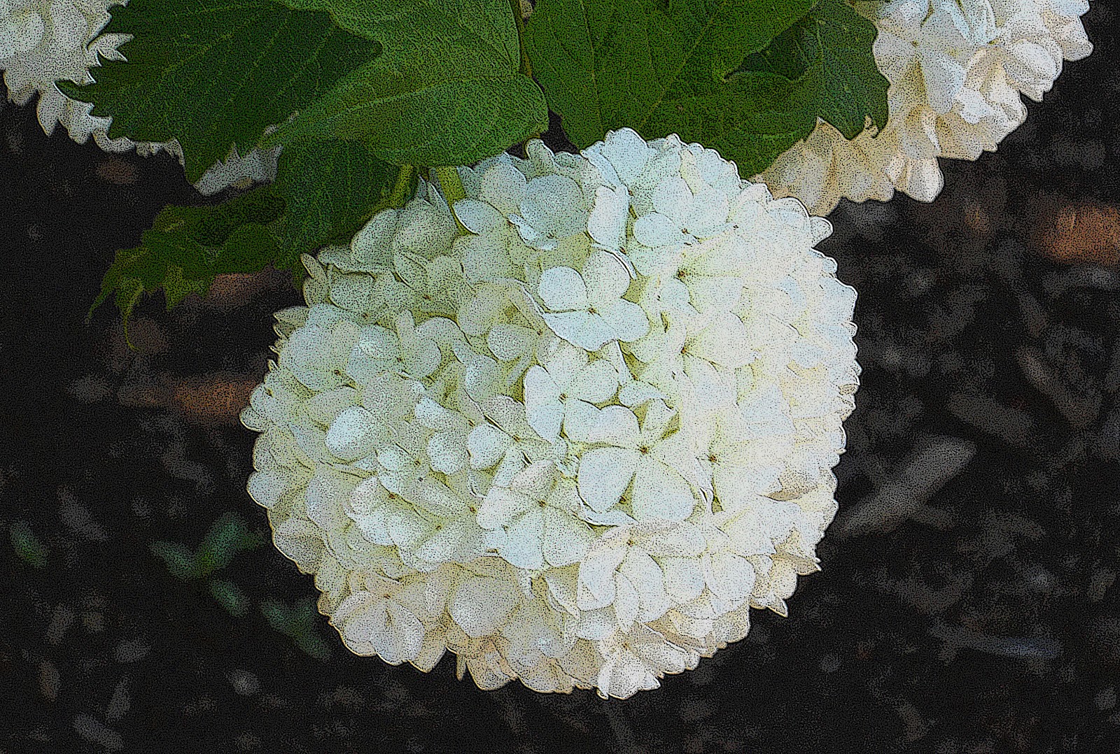 Thom Zehrfeld Photography : Snowball Trees