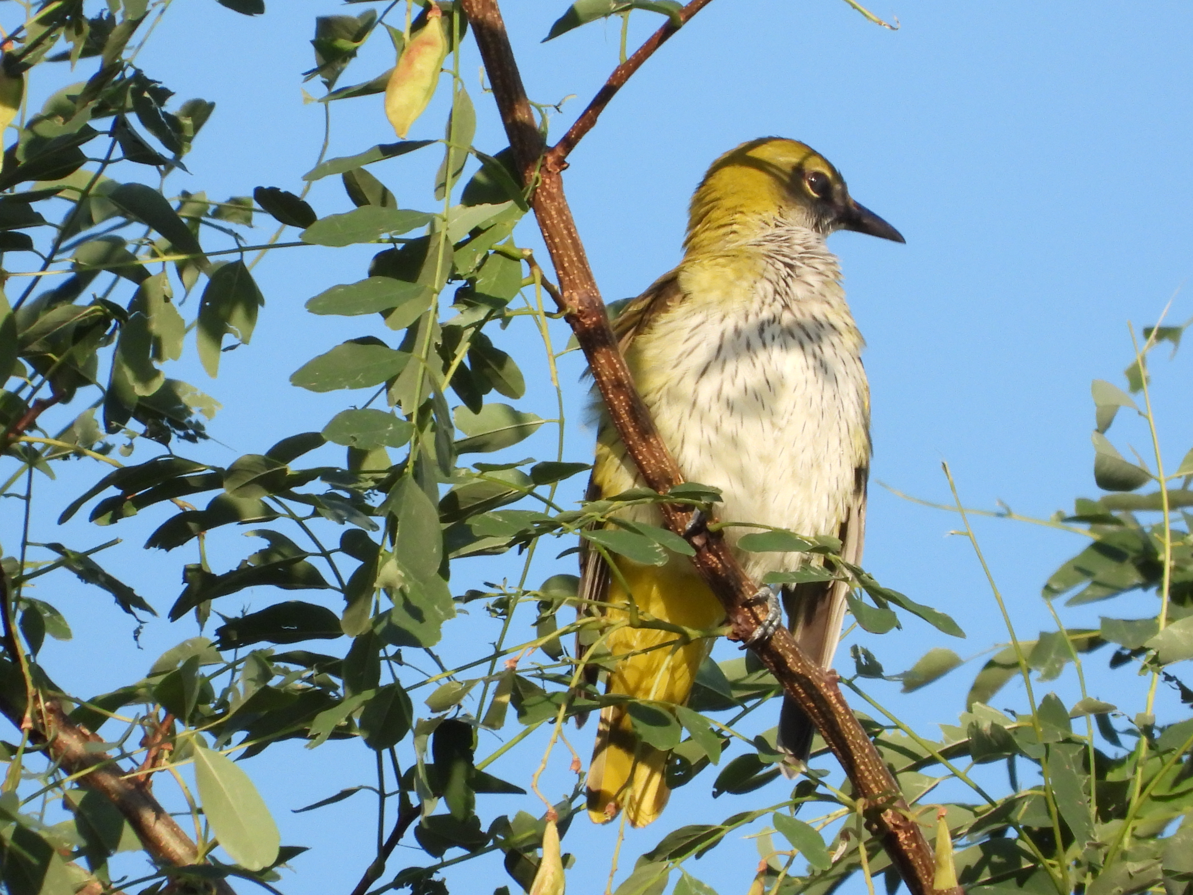PASARI DIN ROMANIA: GRANGUR, Oriolus oriolus