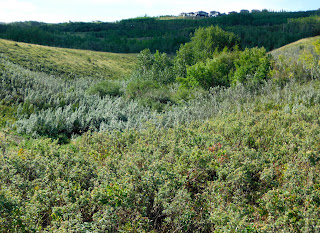 Walking Calgary: Paskapoo Slopes