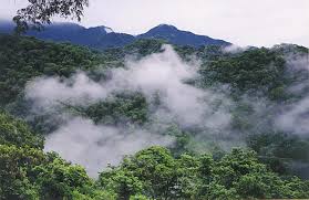 Ecosistemas de México: Selvas Húmedas