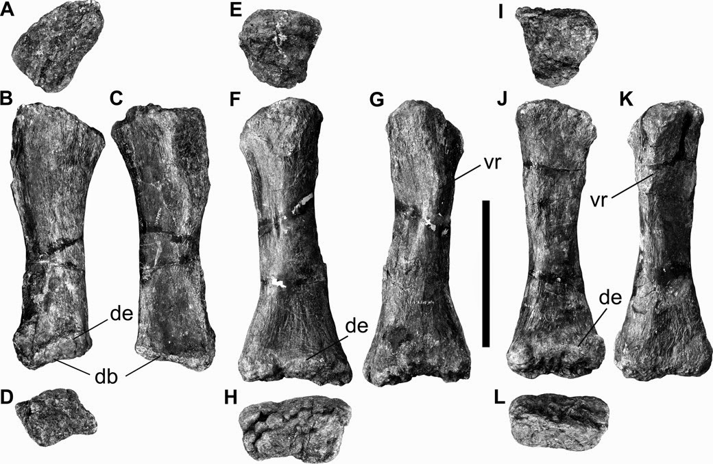 Lusodinos- Dinossauros de Portugal: Zby atlanticus em imagens