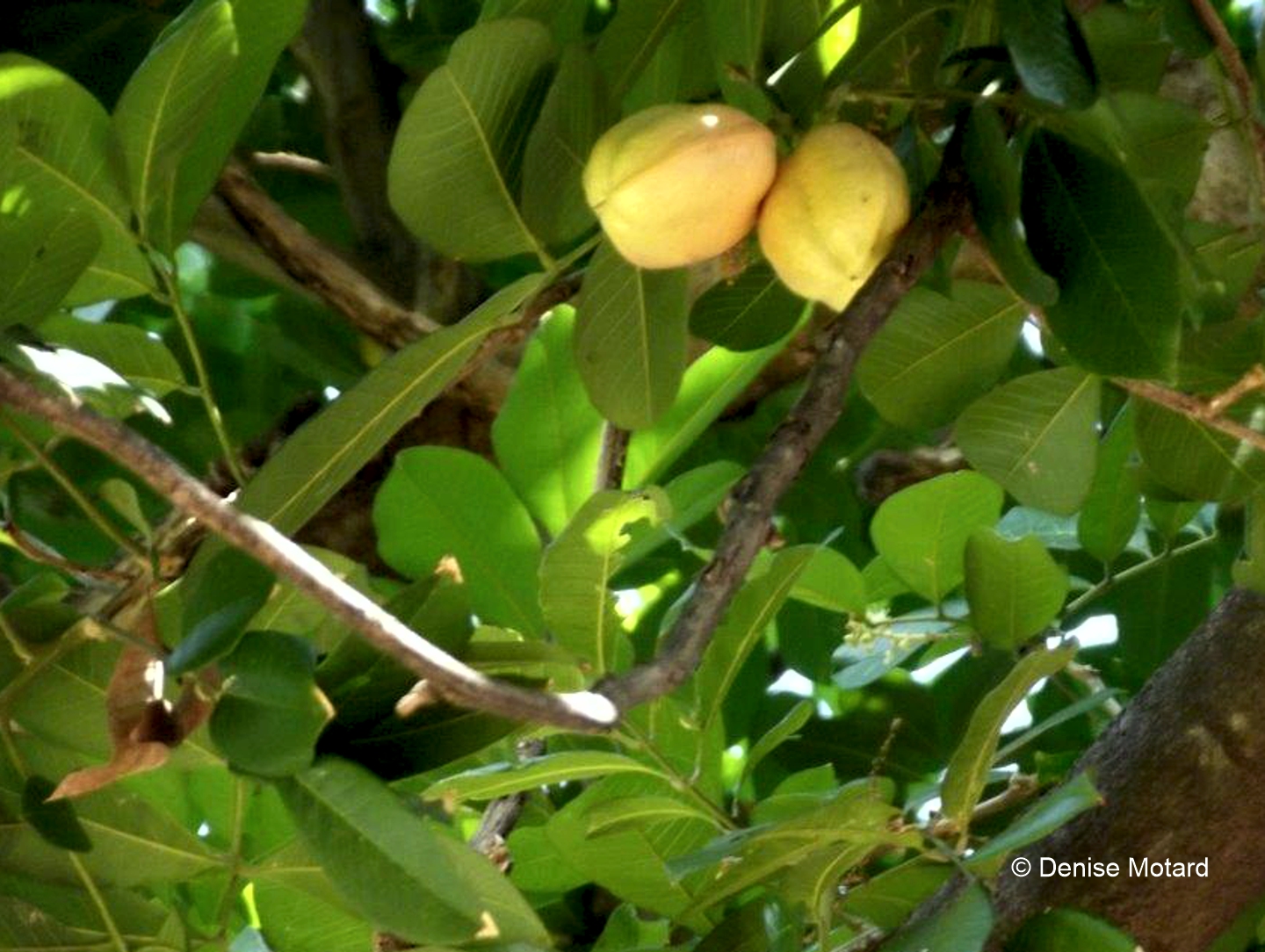 FOSTER BOTANICAL GARDEN